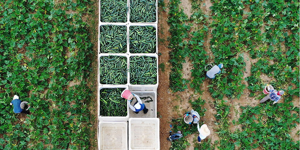 Immigrant Farmworkers and America's Food Production - 5 Things to Know ...